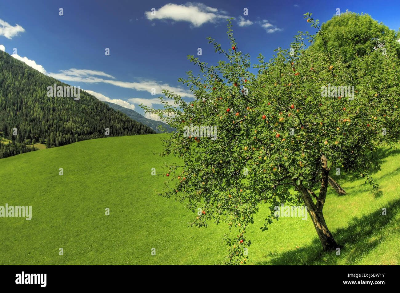 mountains alps carinthia apple tree fruit mountain meadow mountain ...