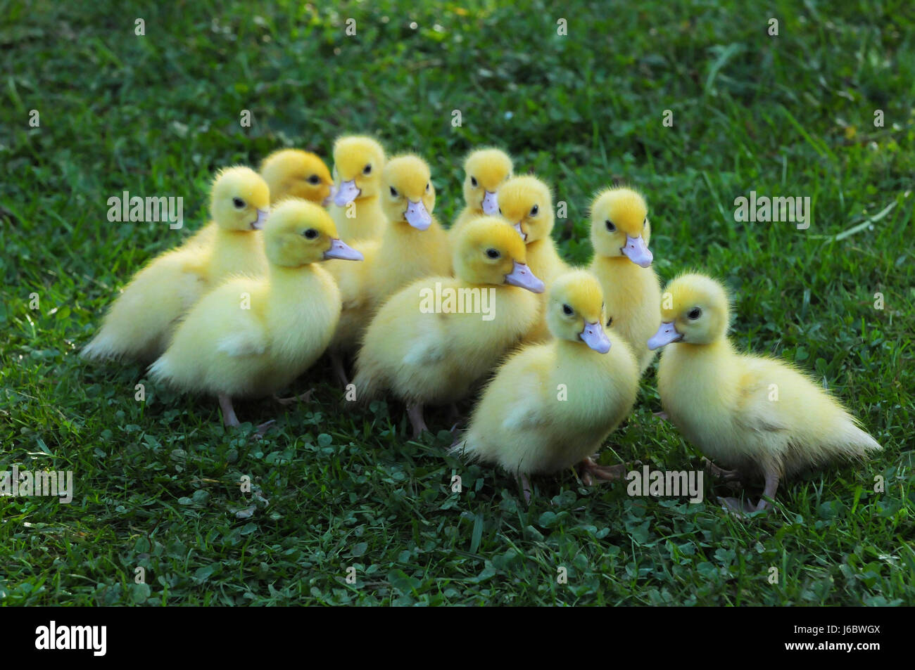 Eleven animals hi-res stock photography and images - Alamy