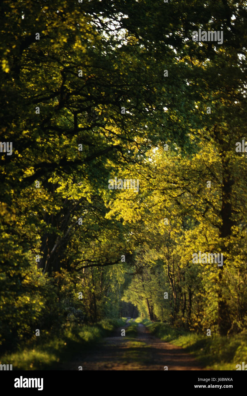 the shining path Stock Photo - Alamy