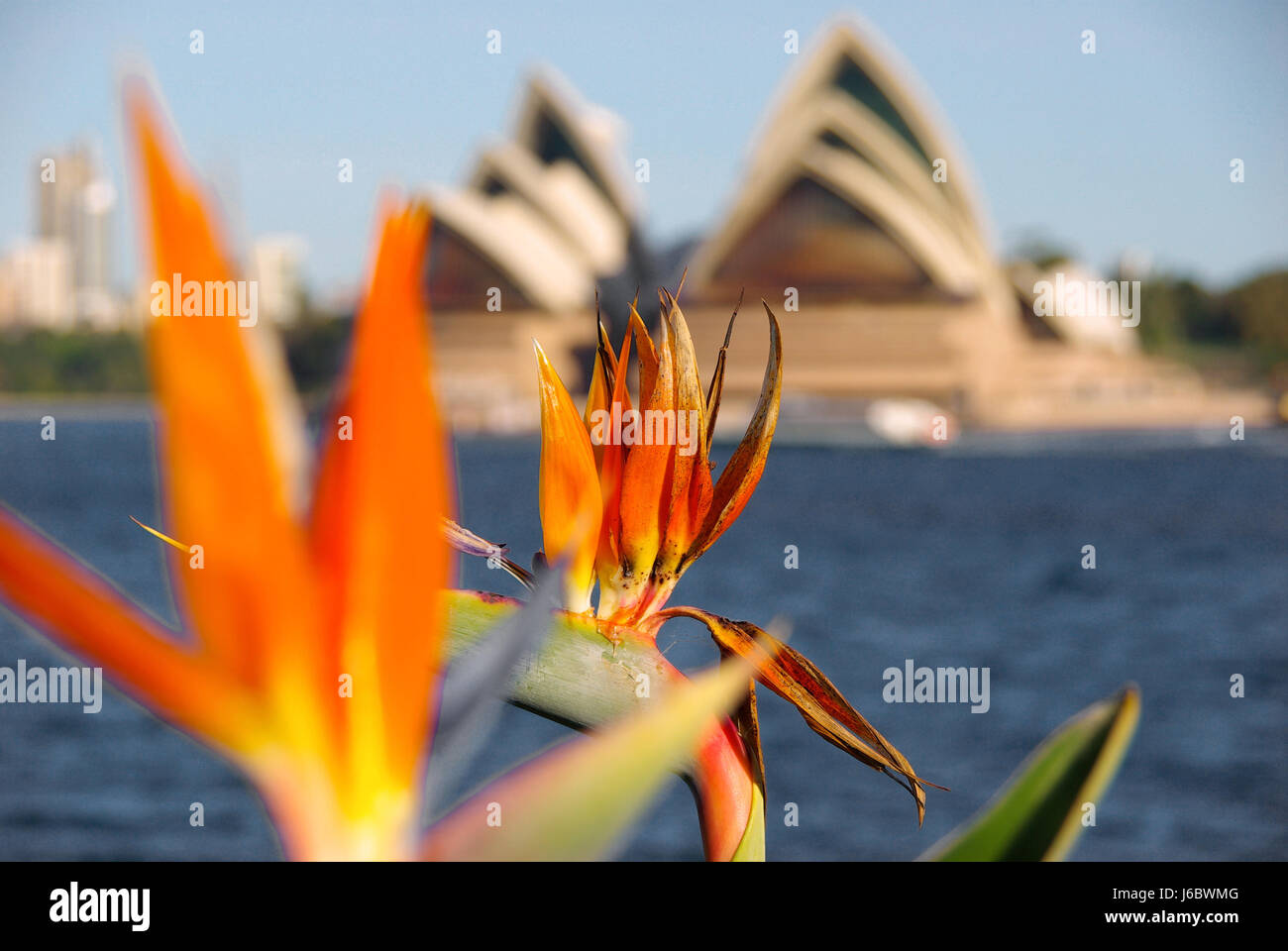 flower plant botany opera sightseeing water blue city town metropolis ...