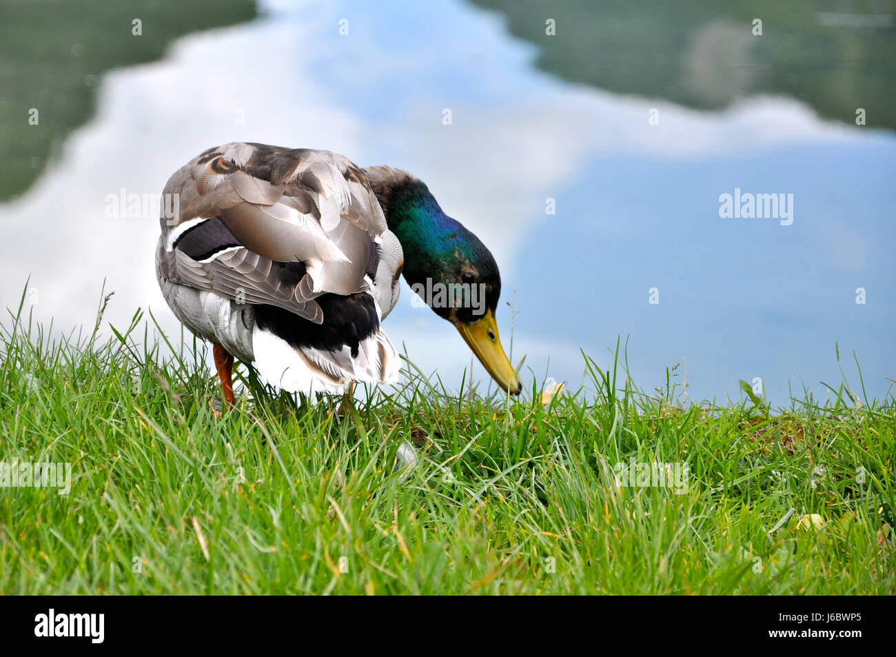 Inland duck hi-res stock photography and images - Alamy