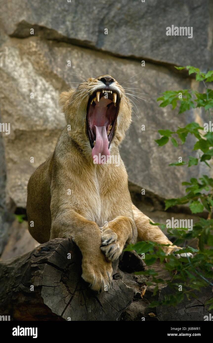 lion tearing its mouth Stock Photo - Alamy