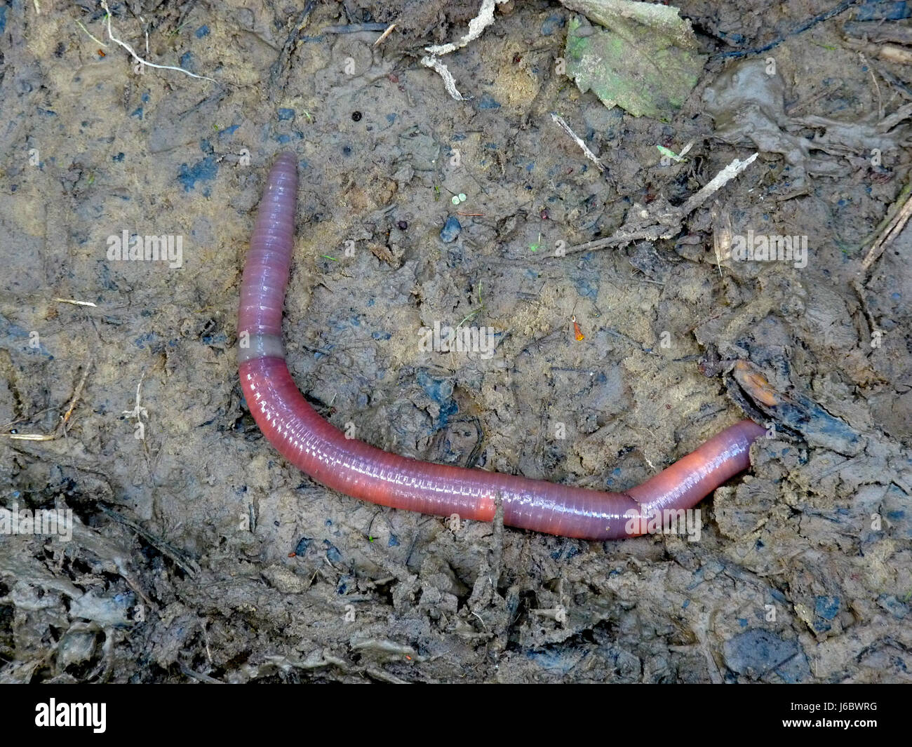 earthworm in the mud Stock Photo - Alamy