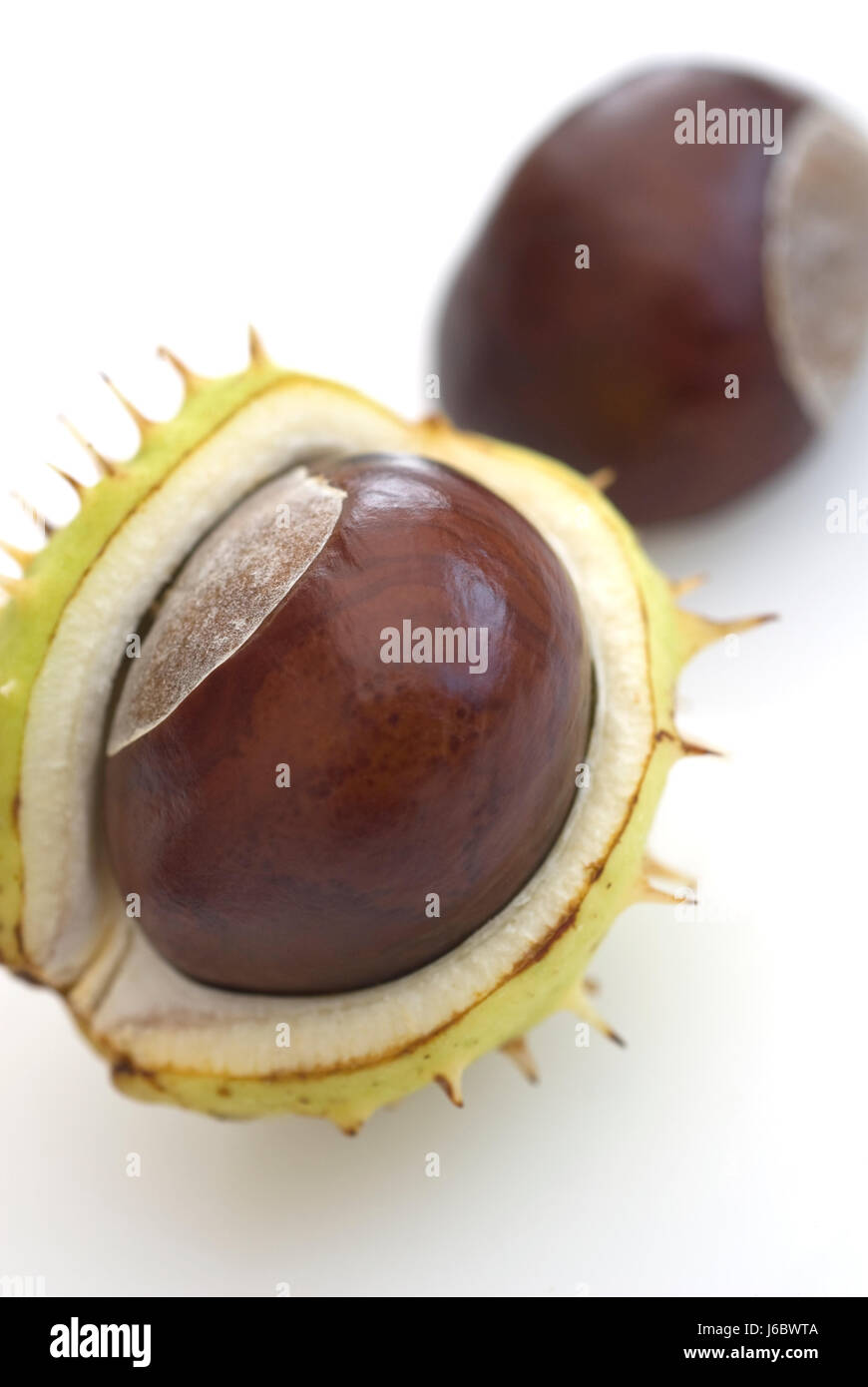 sweet chestnut 02 Stock Photo - Alamy
