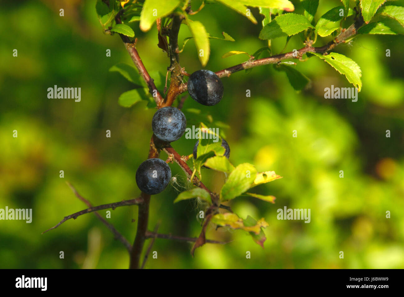 progenies fruits berries berry blachthorn sloe sloes progenies fruits ...
