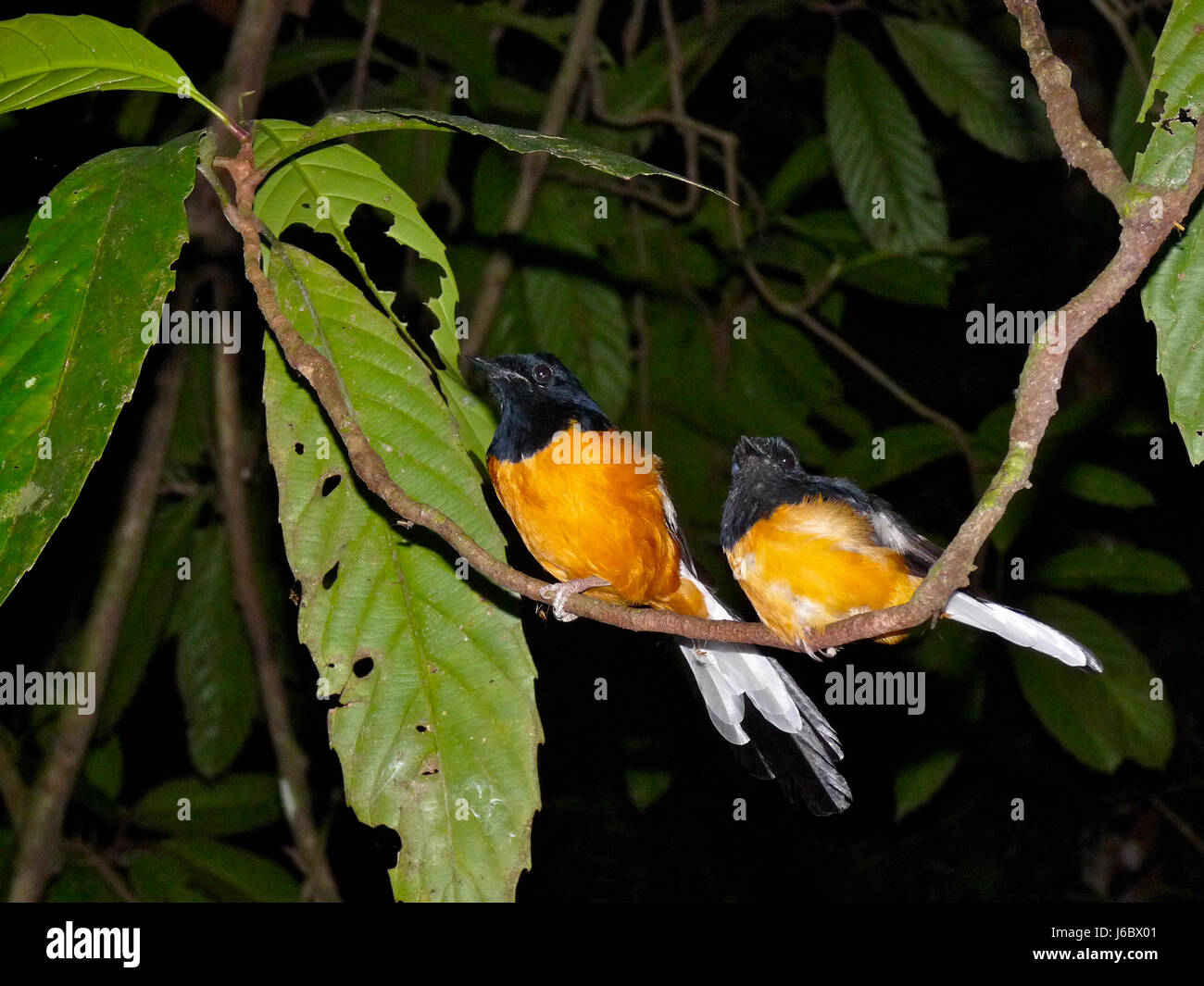 Birds sleeping branch hi-res stock photography and images - Alamy