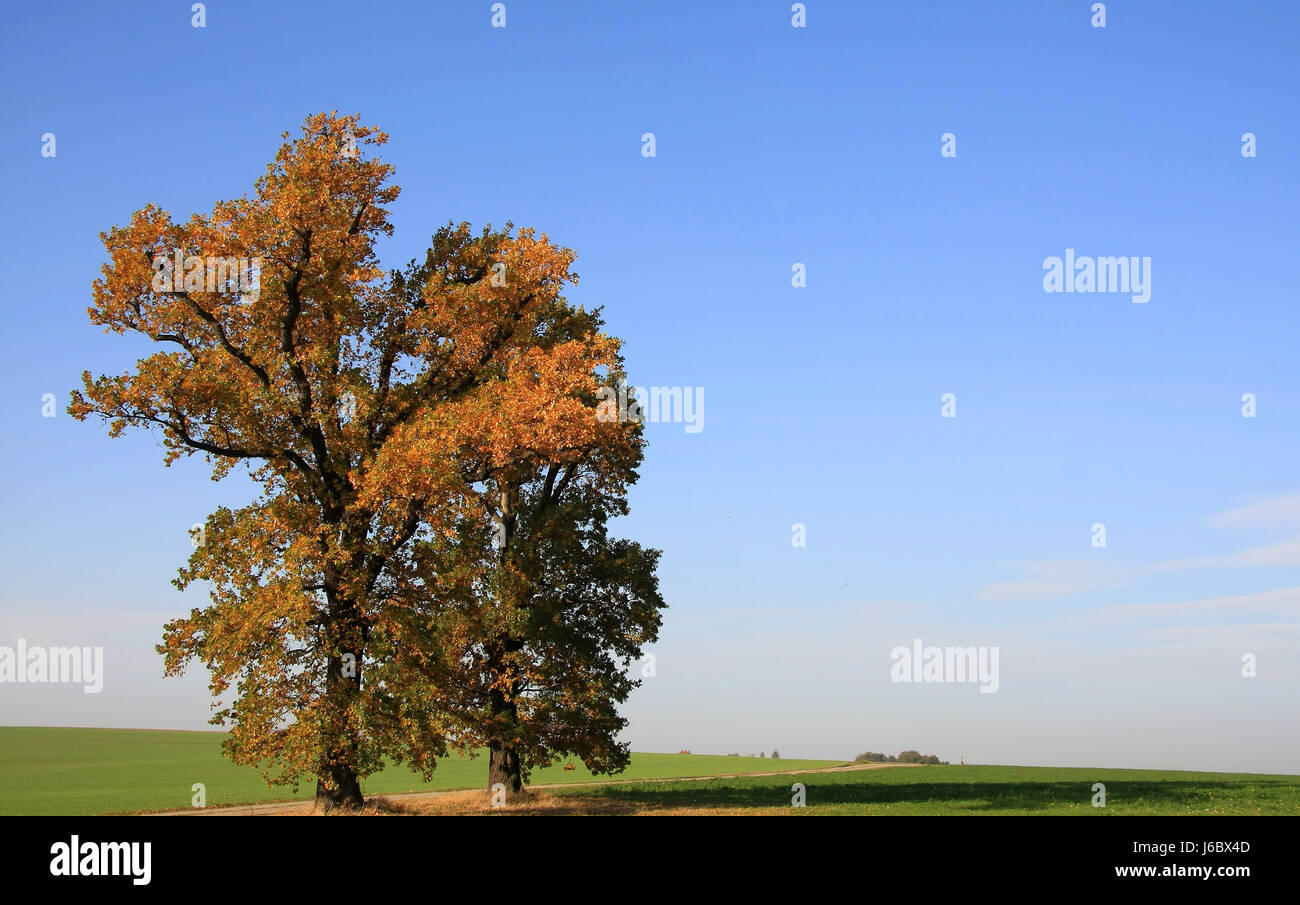 tree leaves oak meadow scenery countryside nature fall autumn colour ...