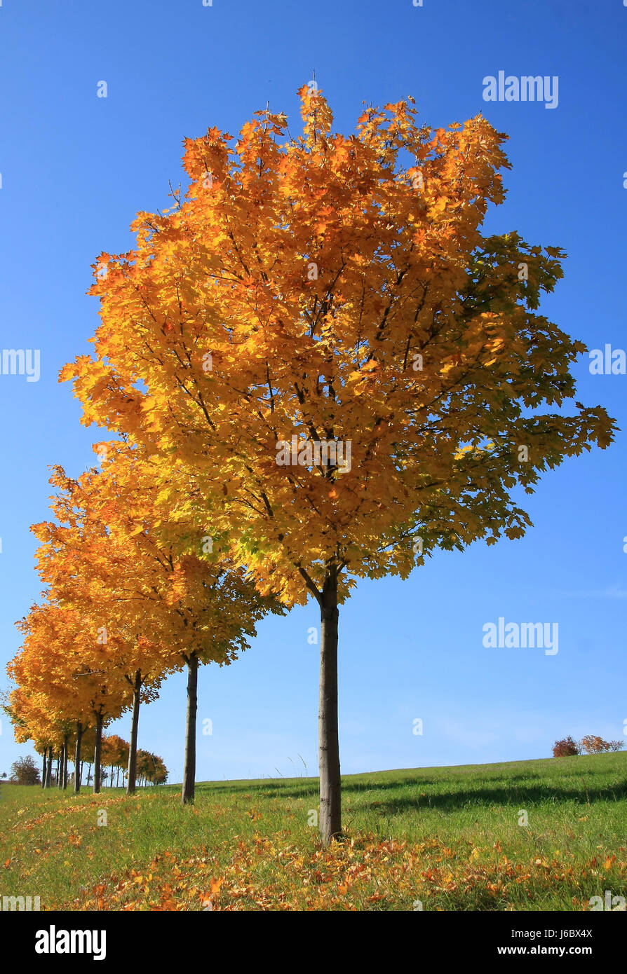 tree trees leaves row maple a row of trees cordon fall autumn upwards ...