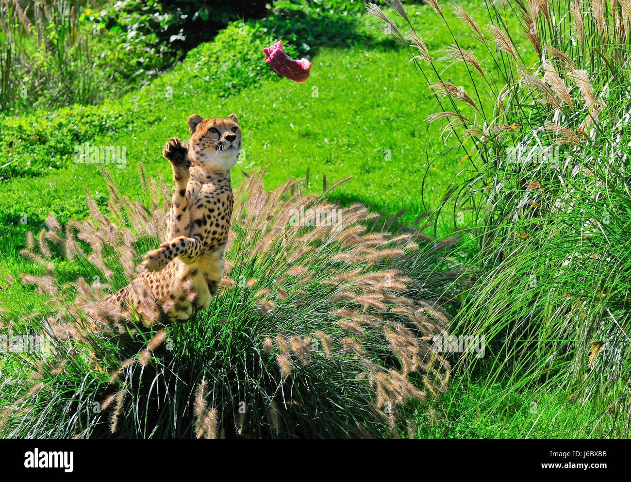Geparde cheetah hi-res stock photography and images - Alamy