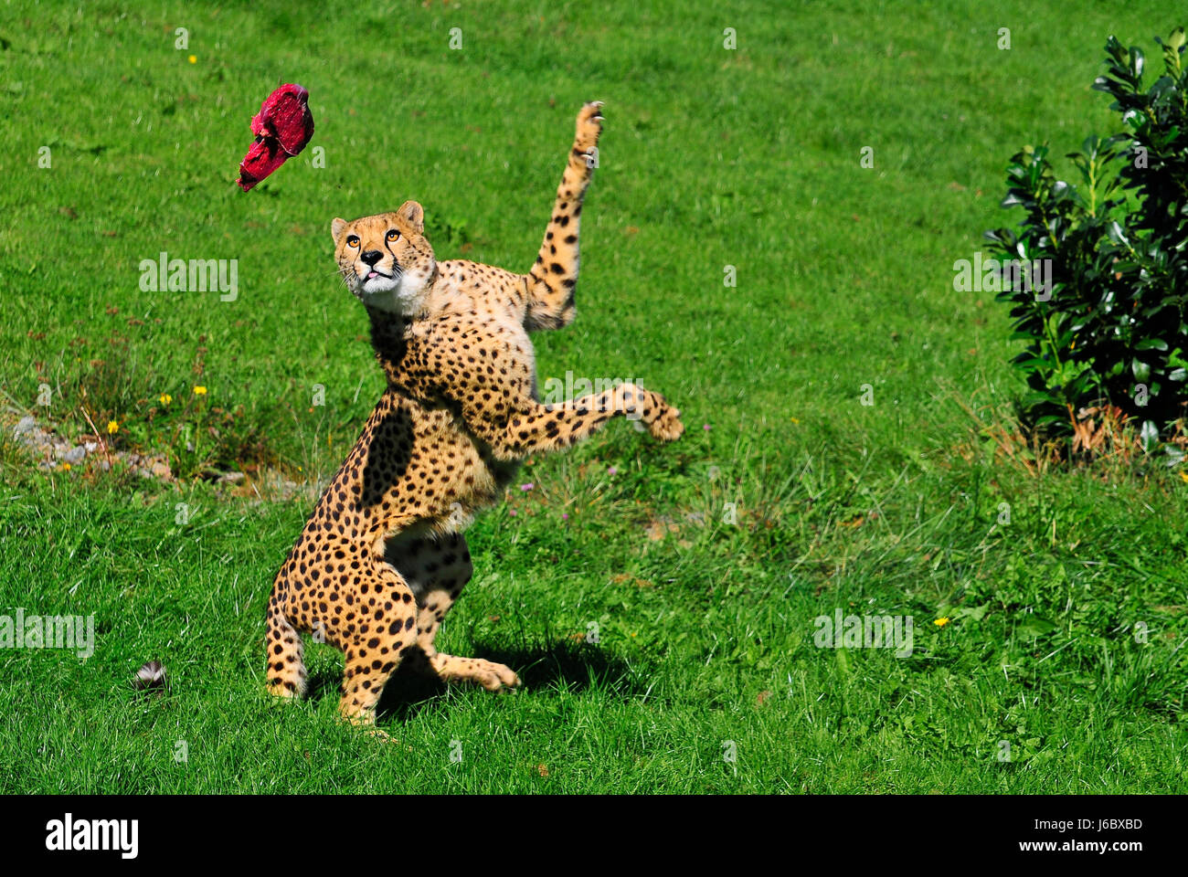 hunter spring bouncing bounces hop skipping frisks jumping jump ...