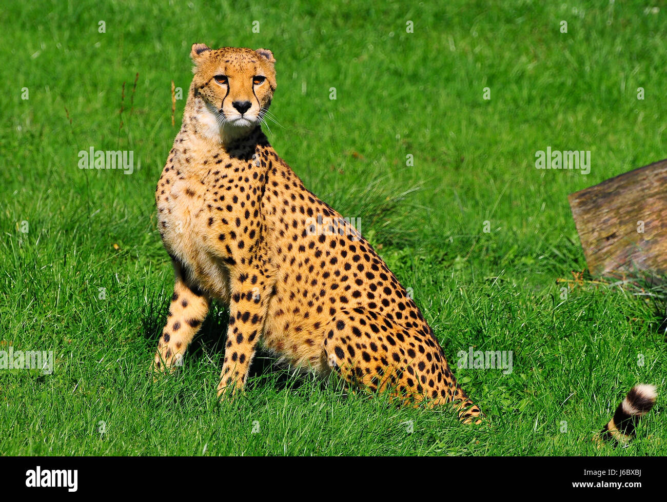 hunter adventure predator cat big cat feline predator cheetah hunting ...