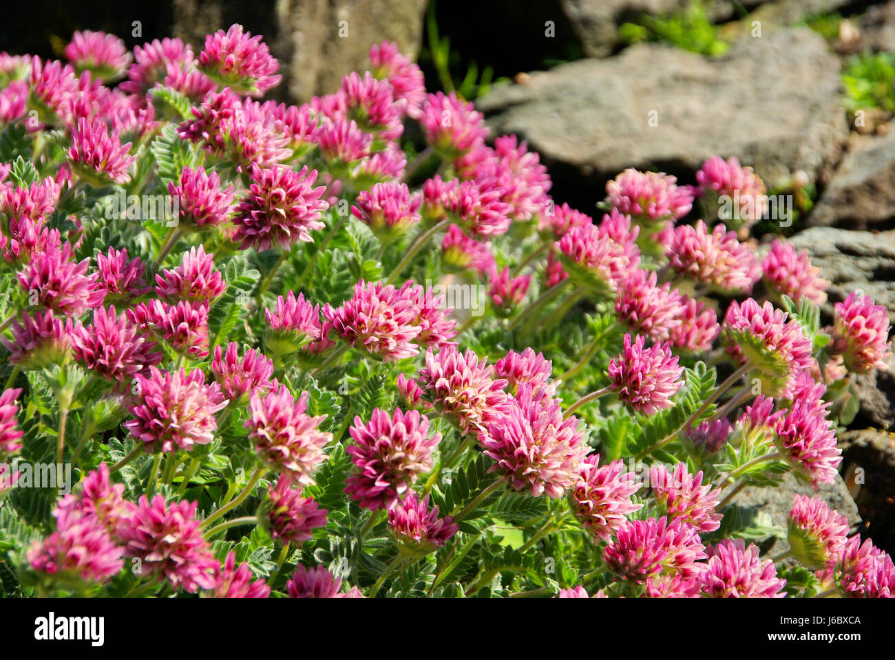 clover cloverleaf herbs leaf detail flower plant green bloom blossom ...