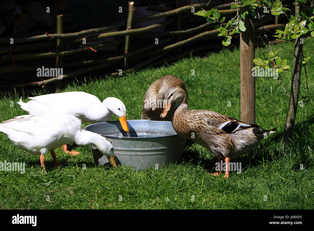 duck poultry animal bird birds beak feathering ducks duck waterfowls ...