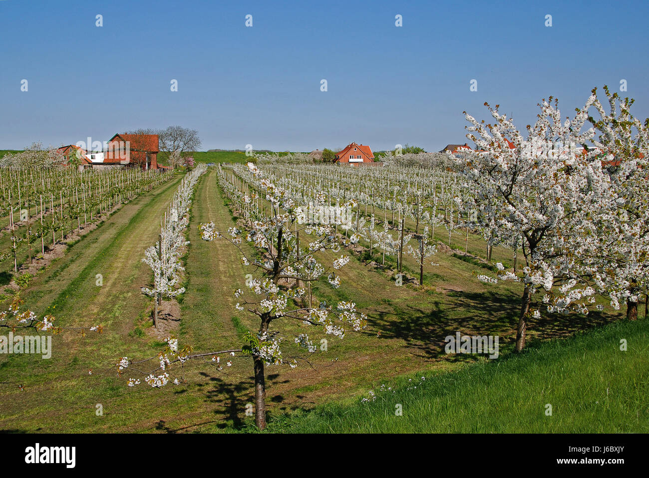 bloom blossom flourish flourishing cherry blossom plantation land ...