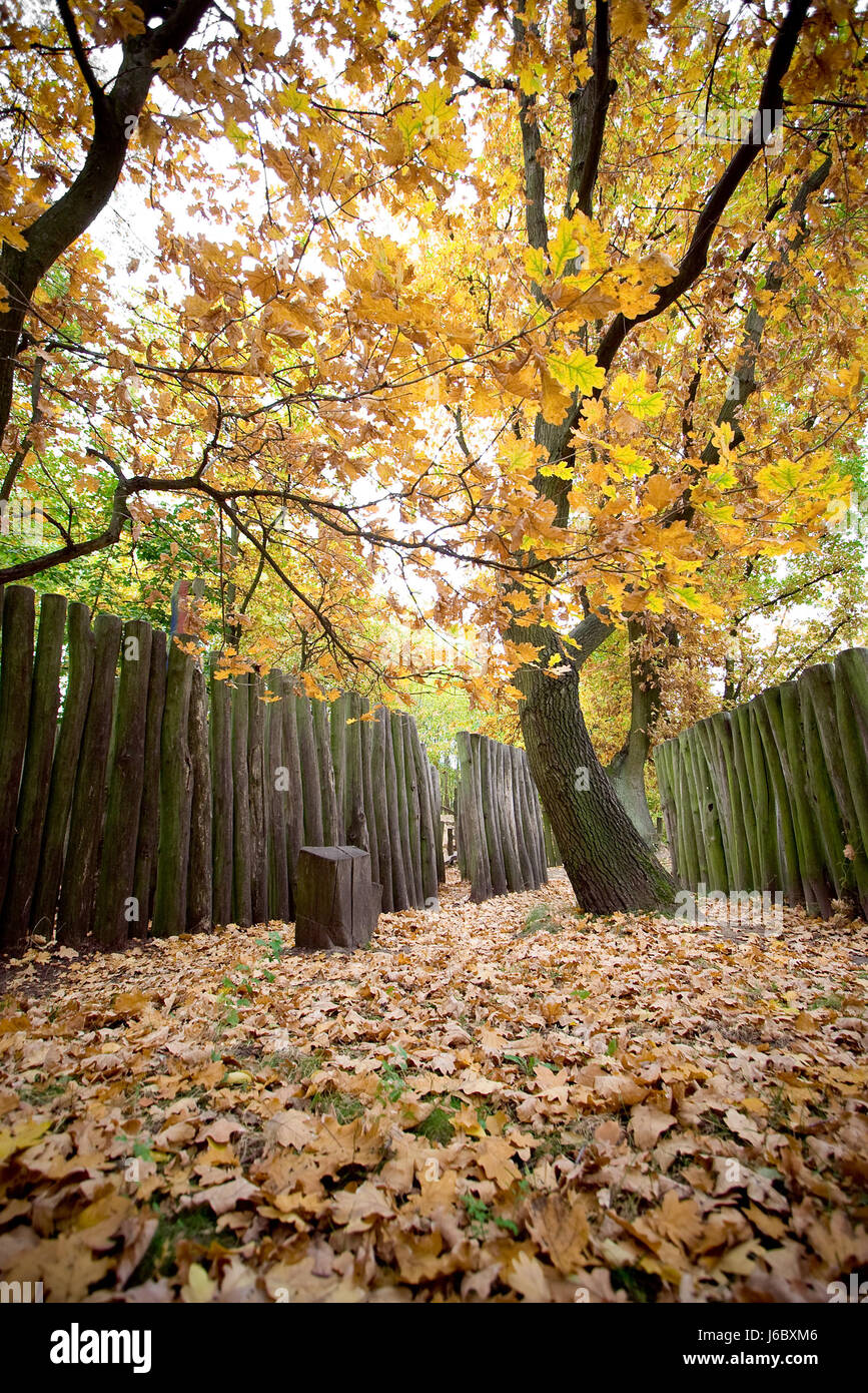 leaf garden fence fall autumn barricade walk go going walking leaf tree ...