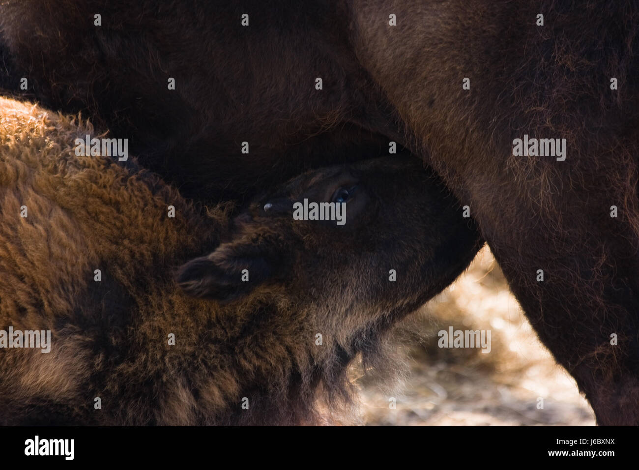 animal mammal animals mammals bison calf buffalo drink drinking bibs ...