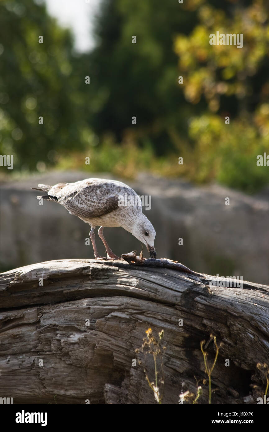 animal bird animals birds landscape scenery countryside nature seagulls ...