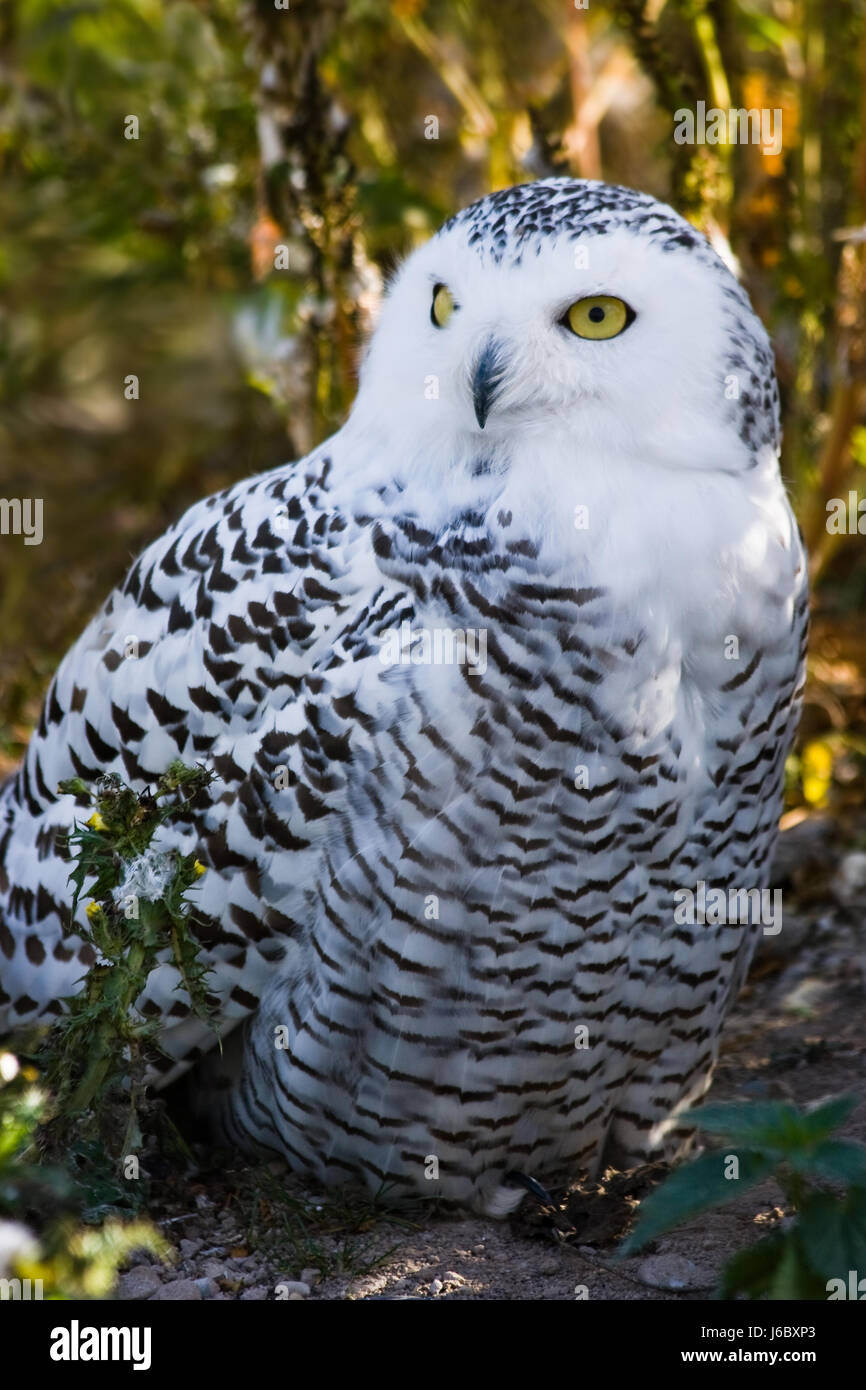 animal bird animals birds owl owls big large enormous extreme powerful ...