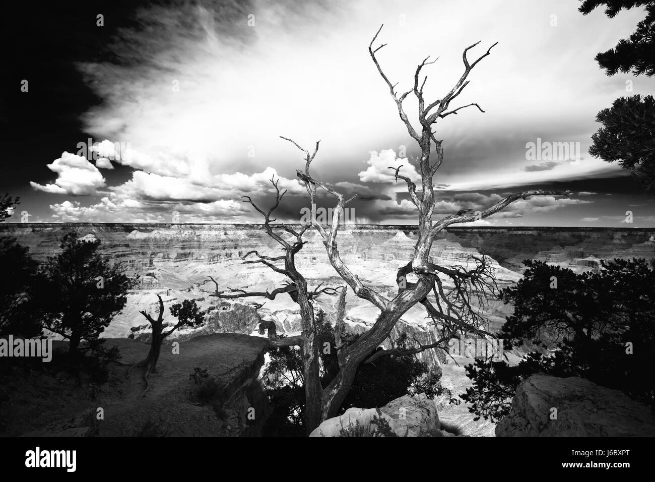 tree Canyon cliff grand magnific rim felly river water nature ...