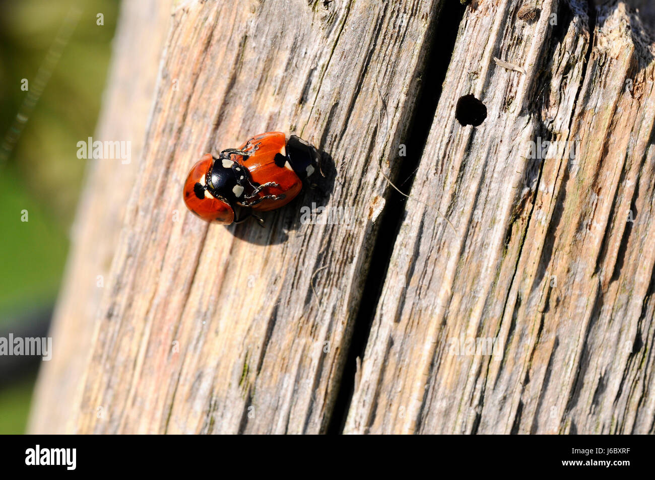 beetle mating mate ladybug beetle dots mating mate conspicuous couple ...