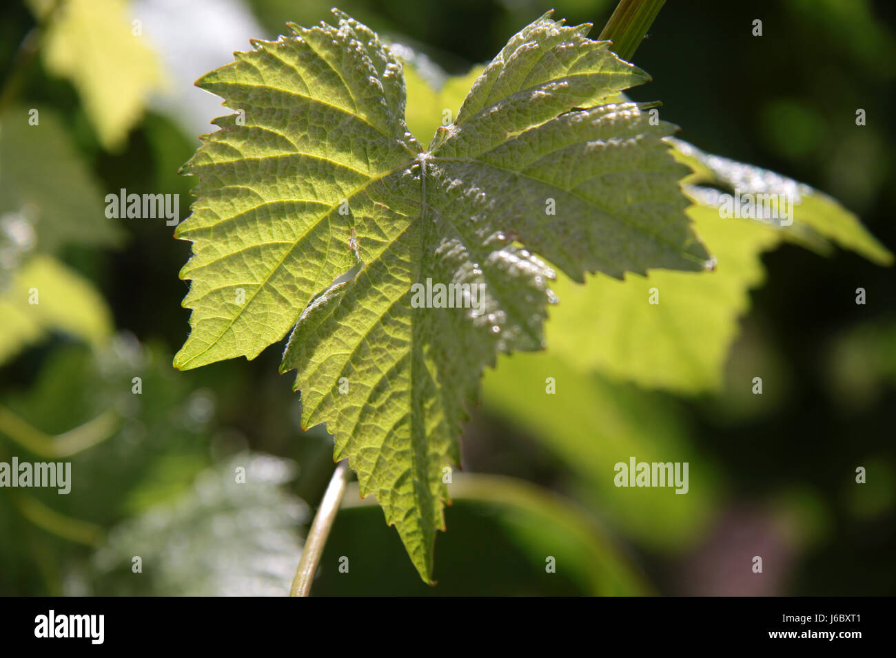 grape vines in the spring Stock Photo - Alamy