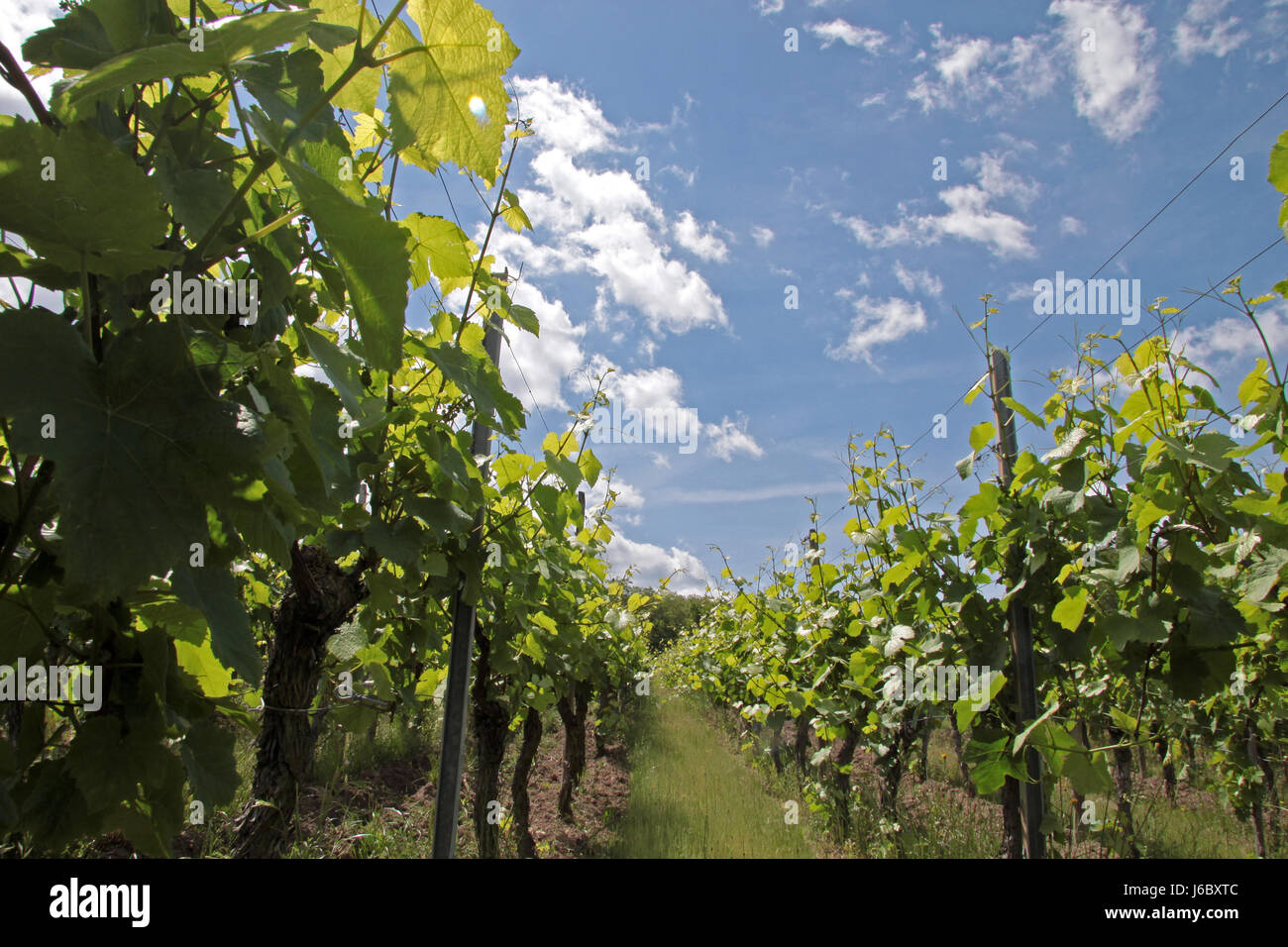 grape vines in the spring Stock Photo - Alamy
