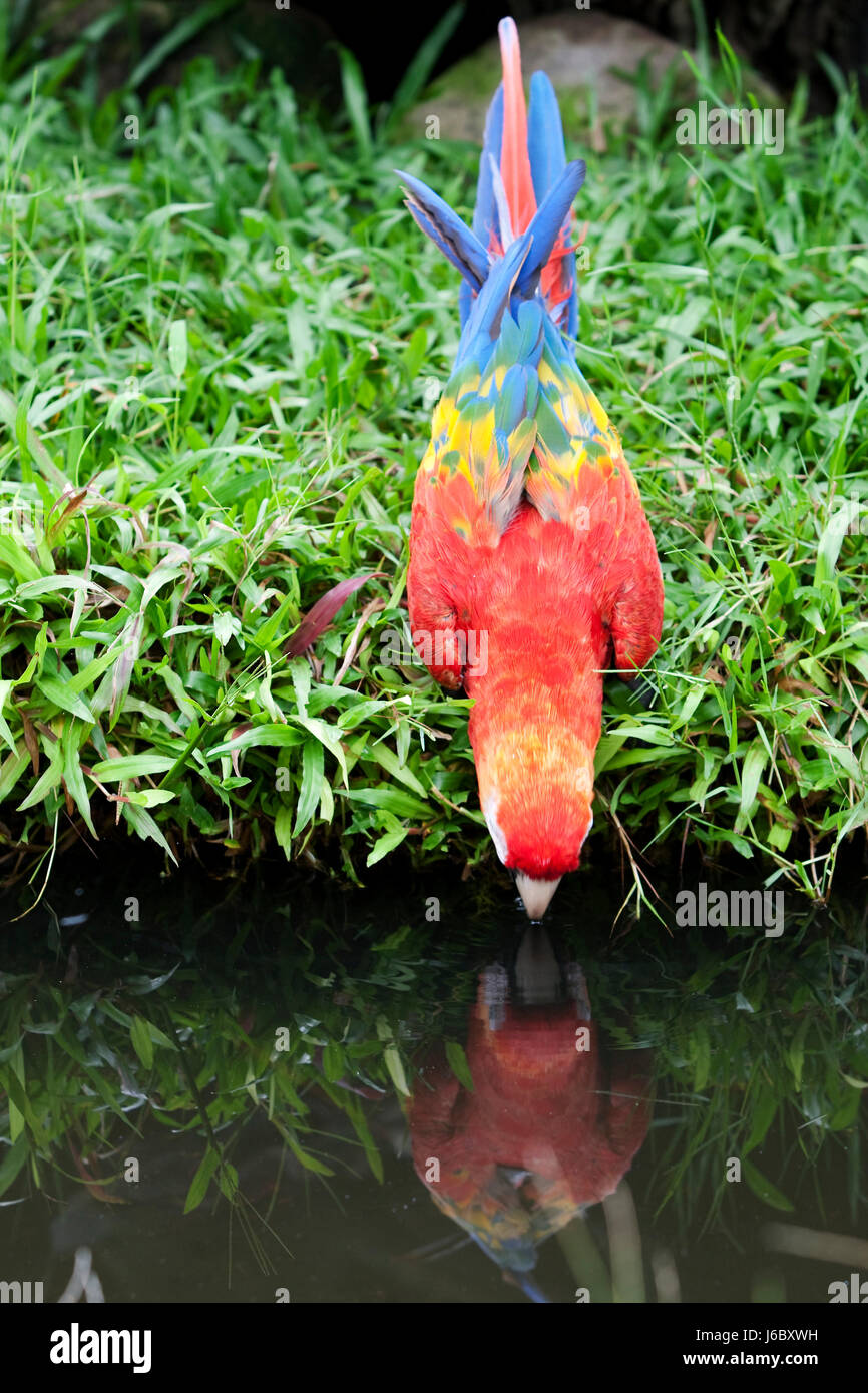 Parrot drinking hi-res stock photography and images - Alamy