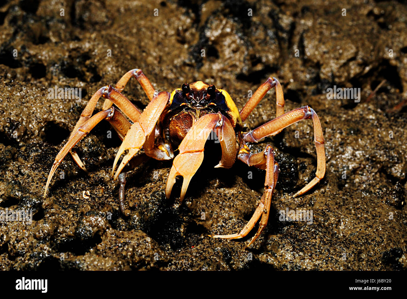 Soldier crab hi-res stock photography and images - Alamy