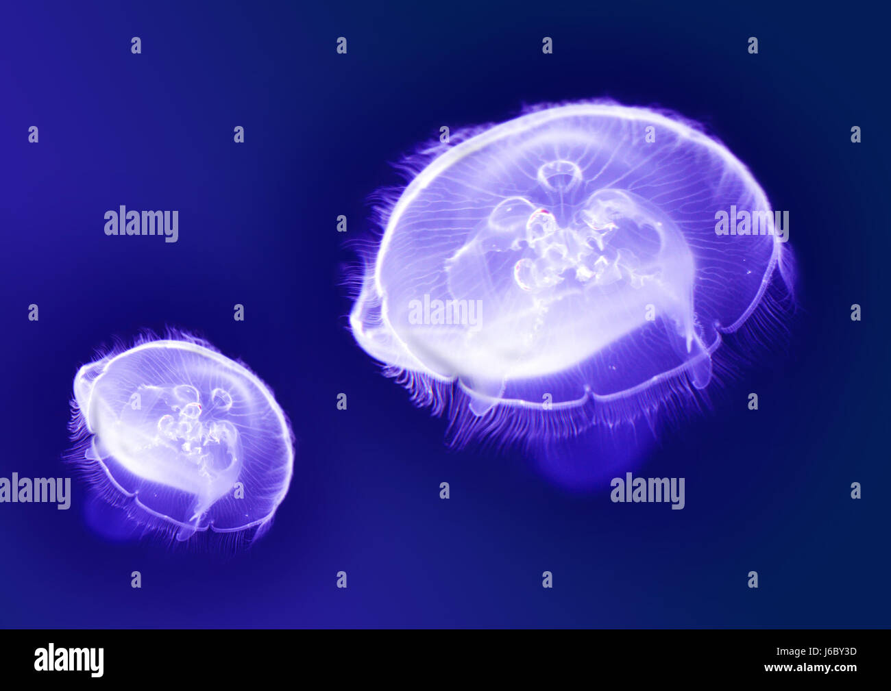 animal wild purple biology salt water sea ocean water ecosystem ...