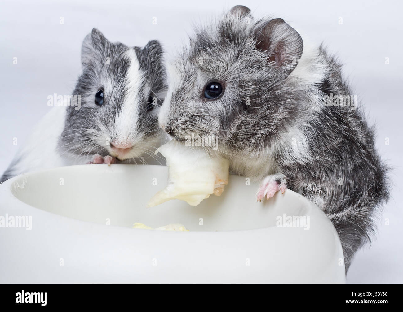 cub baby animal child guinea-pig food aliment fodder pet mammal animals ...