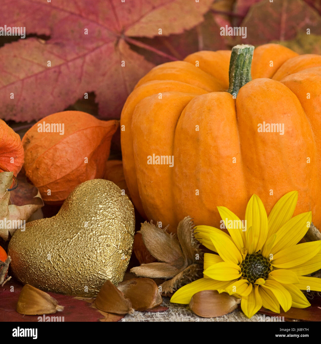 still life flower plant coloured colourful gorgeous multifarious richly ...