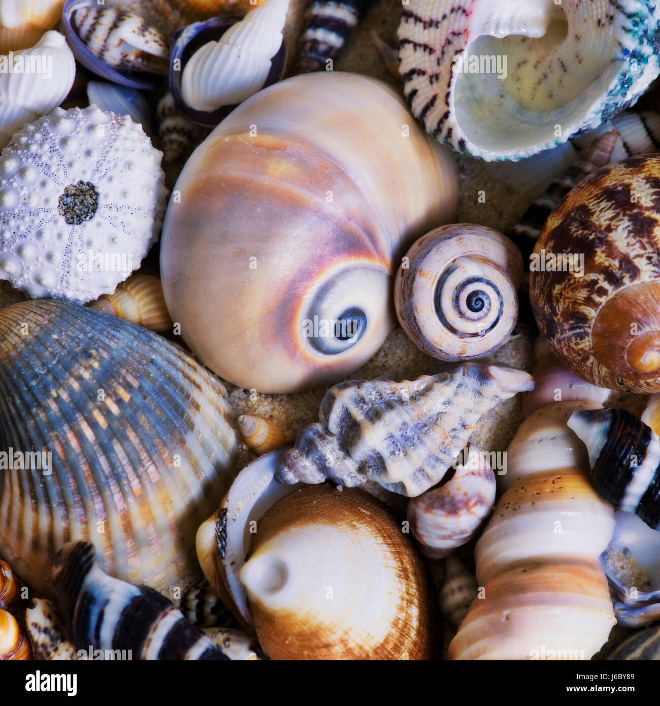 macro close-up macro admission close up view detail collection design ...