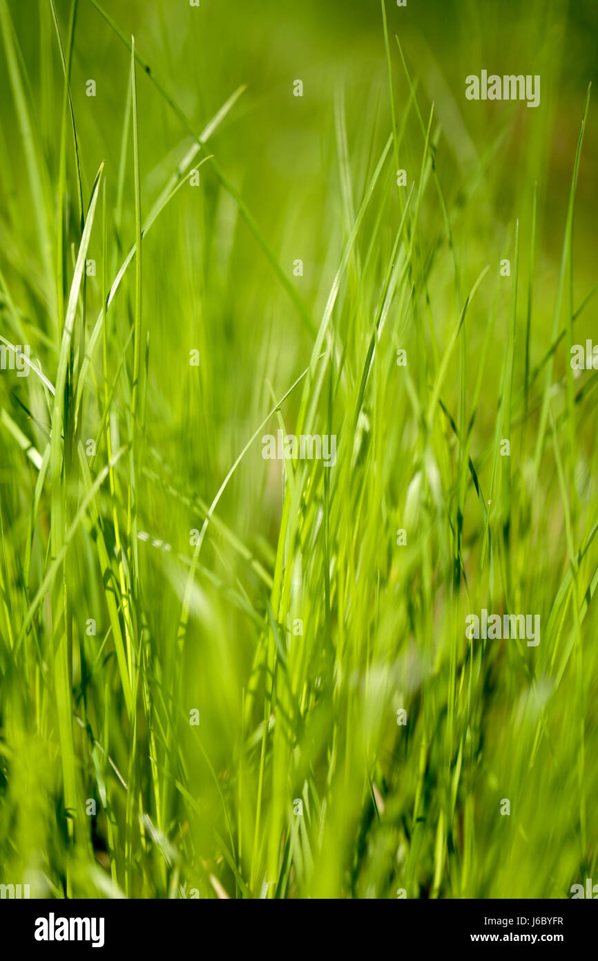 Beautiful green grass in the forest to photograph closeup Stock Photo ...