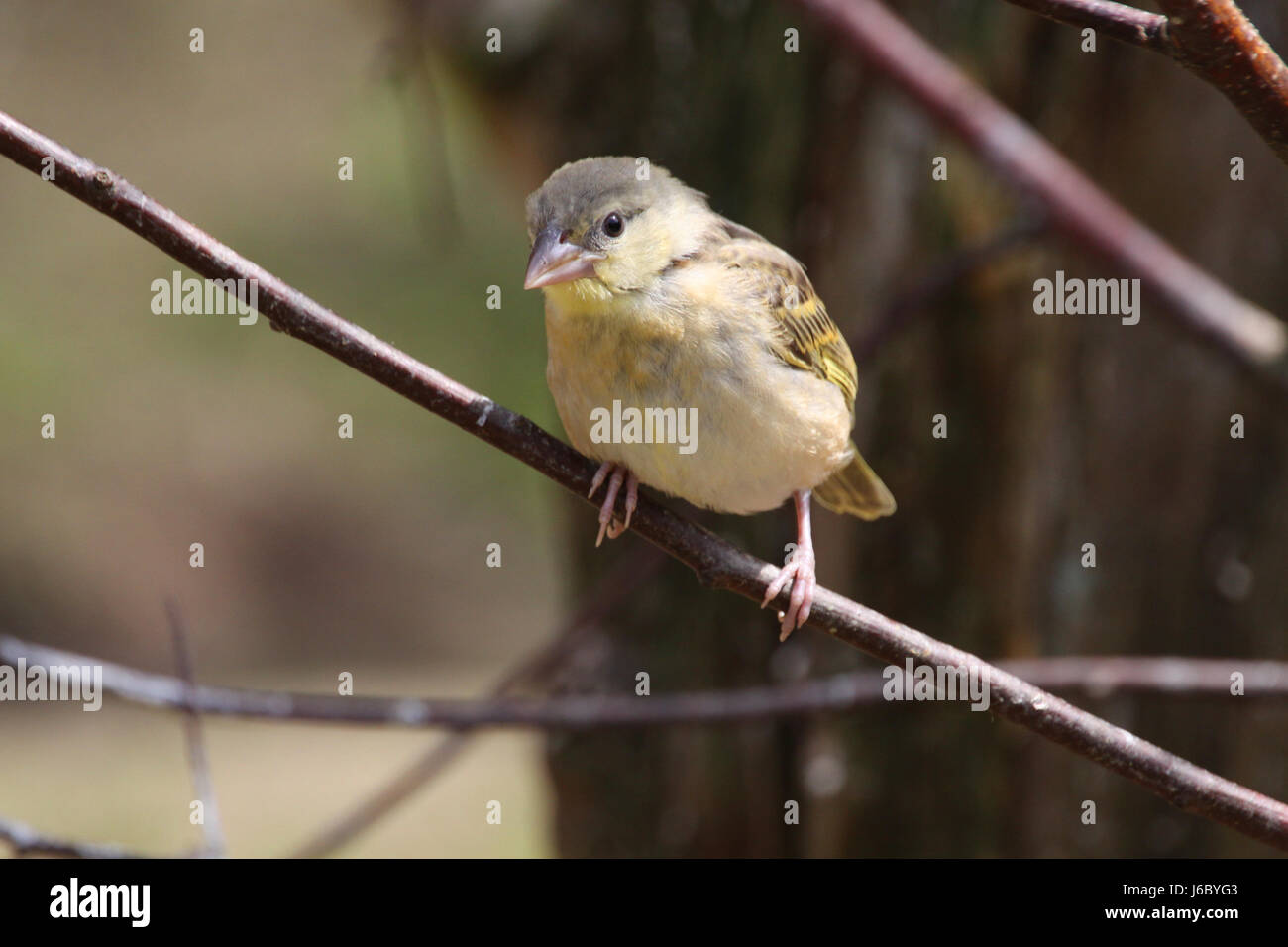 Textor cucullatus dorfweber hi-res stock photography and images - Alamy