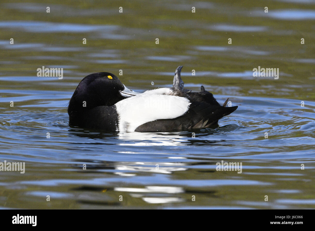 Ducks preening hi-res stock photography and images - Alamy