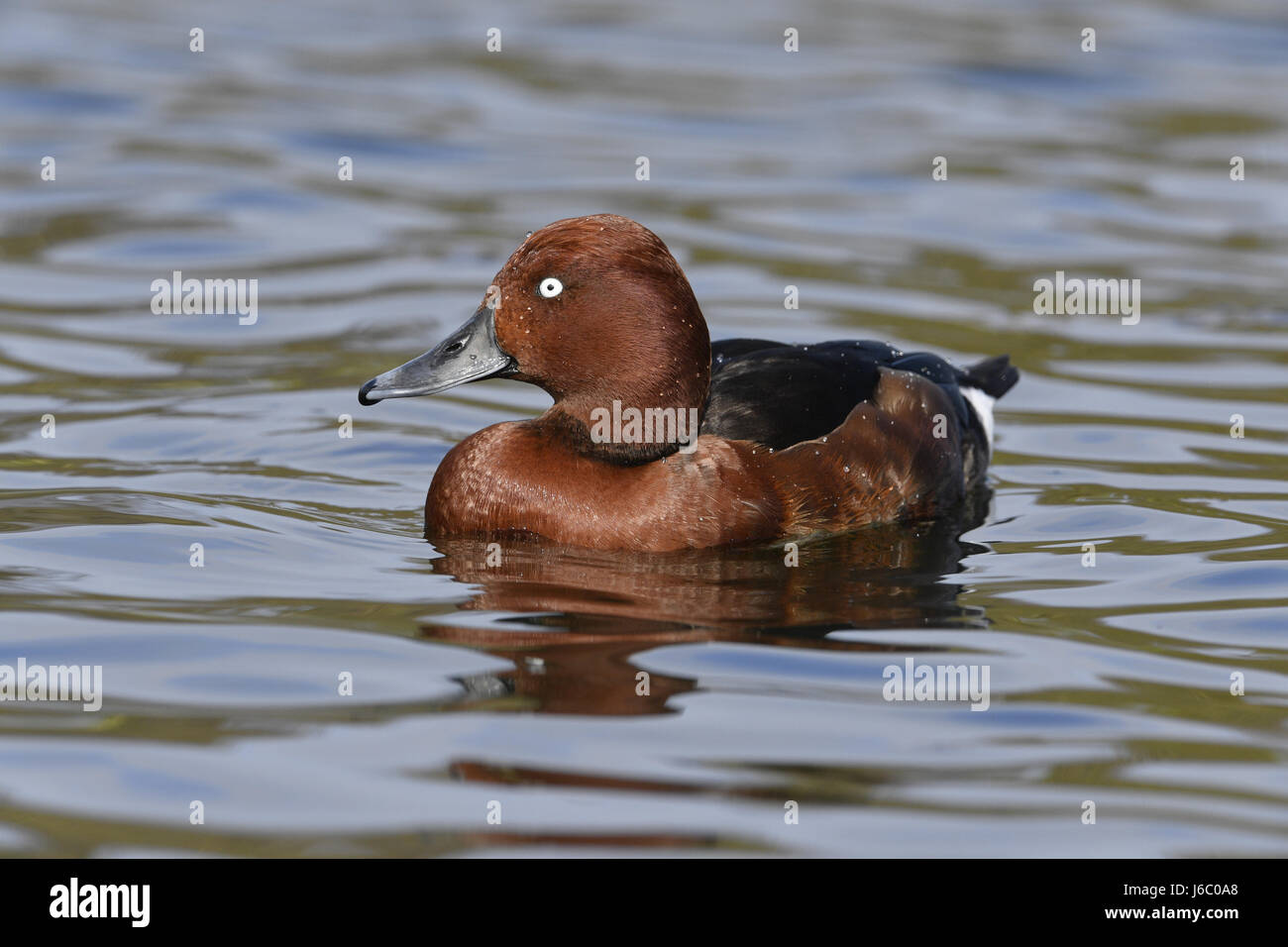 Ferruginous ducks hi-res stock photography and images - Alamy
