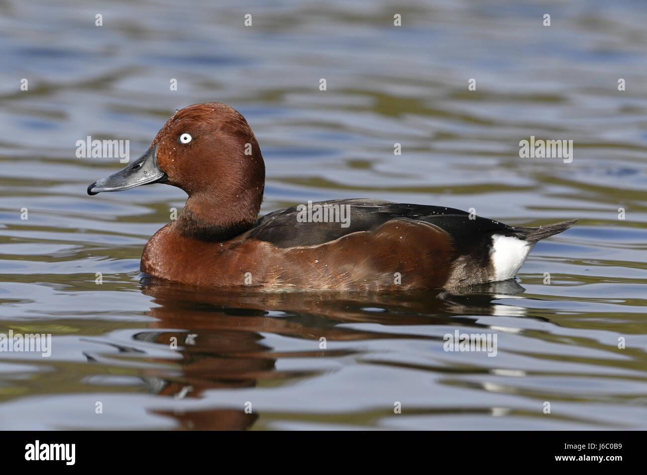 Ferruginous hi-res stock photography and images - Alamy
