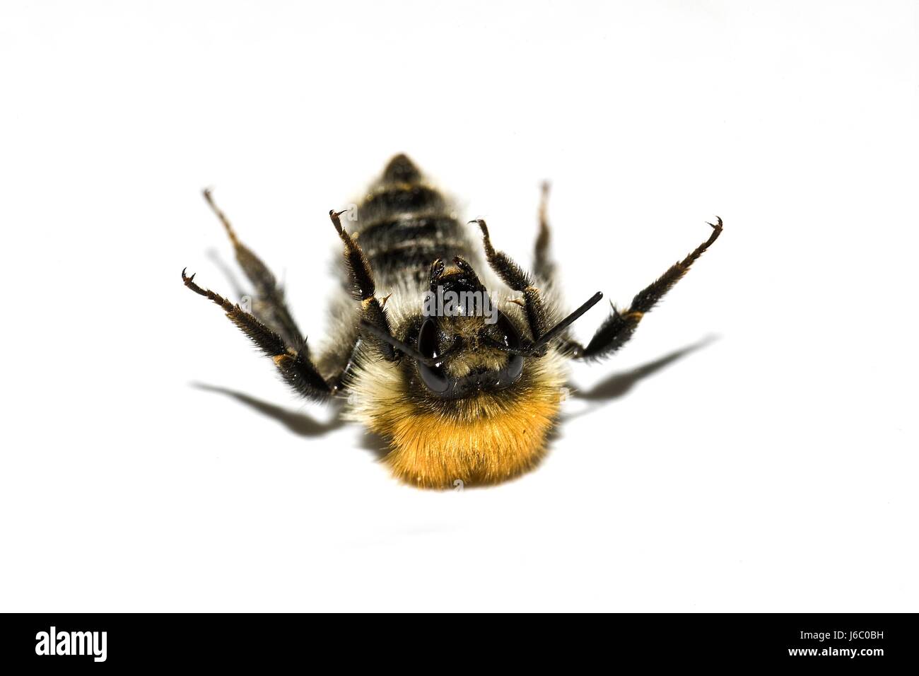 Back view of bumblebee hi-res stock photography and images - Alamy