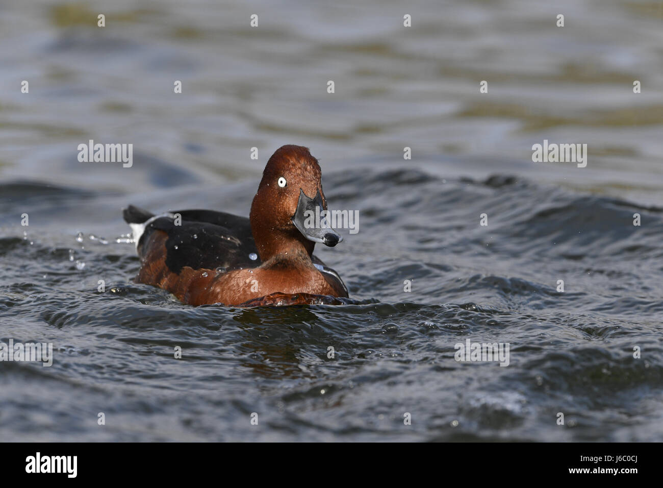 Ferruginous Duck - Aythya ferruginea - male Stock Photo - Alamy