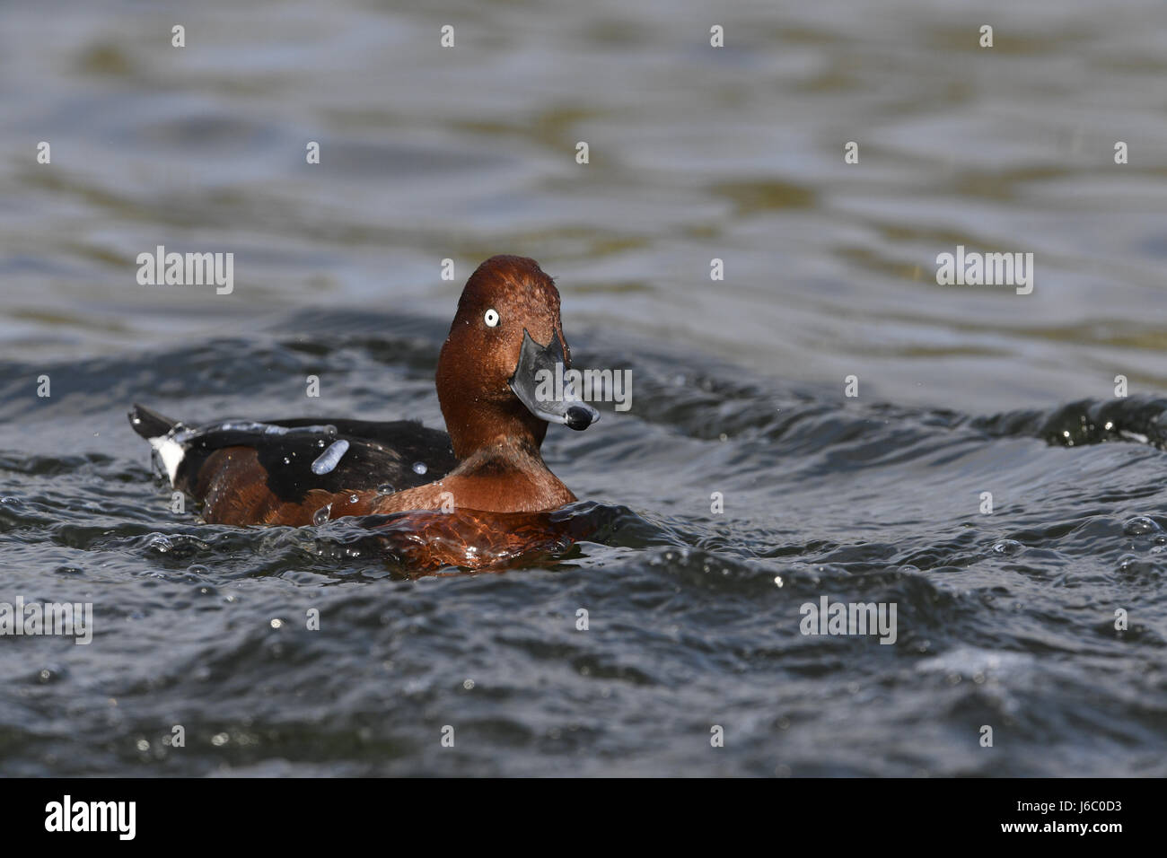 Ferruginous Duck - Aythya ferruginea - male Stock Photo - Alamy