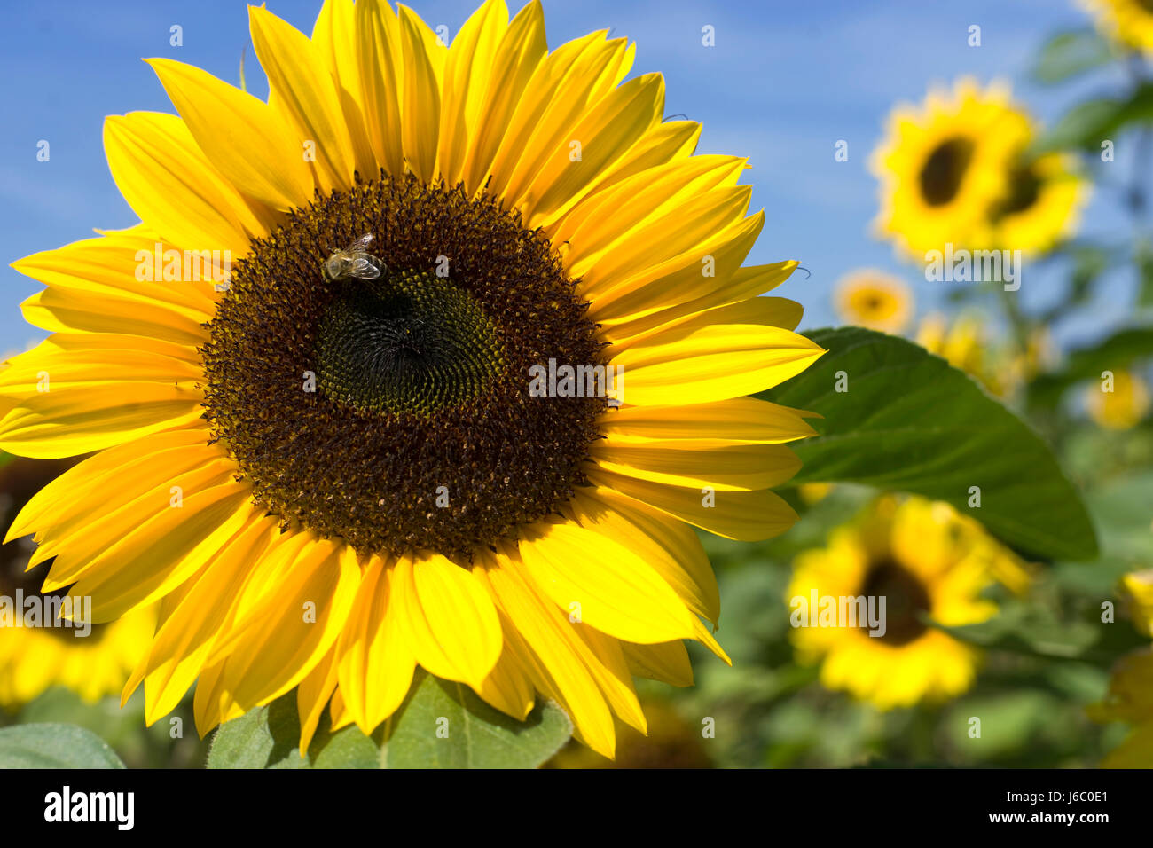 bloom blossom flourish flourishing flora flower sunflower plant ...