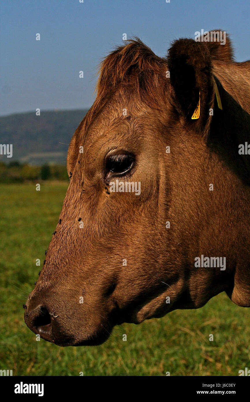 animals mammals cow cattle animal brown brownish brunette animals ...