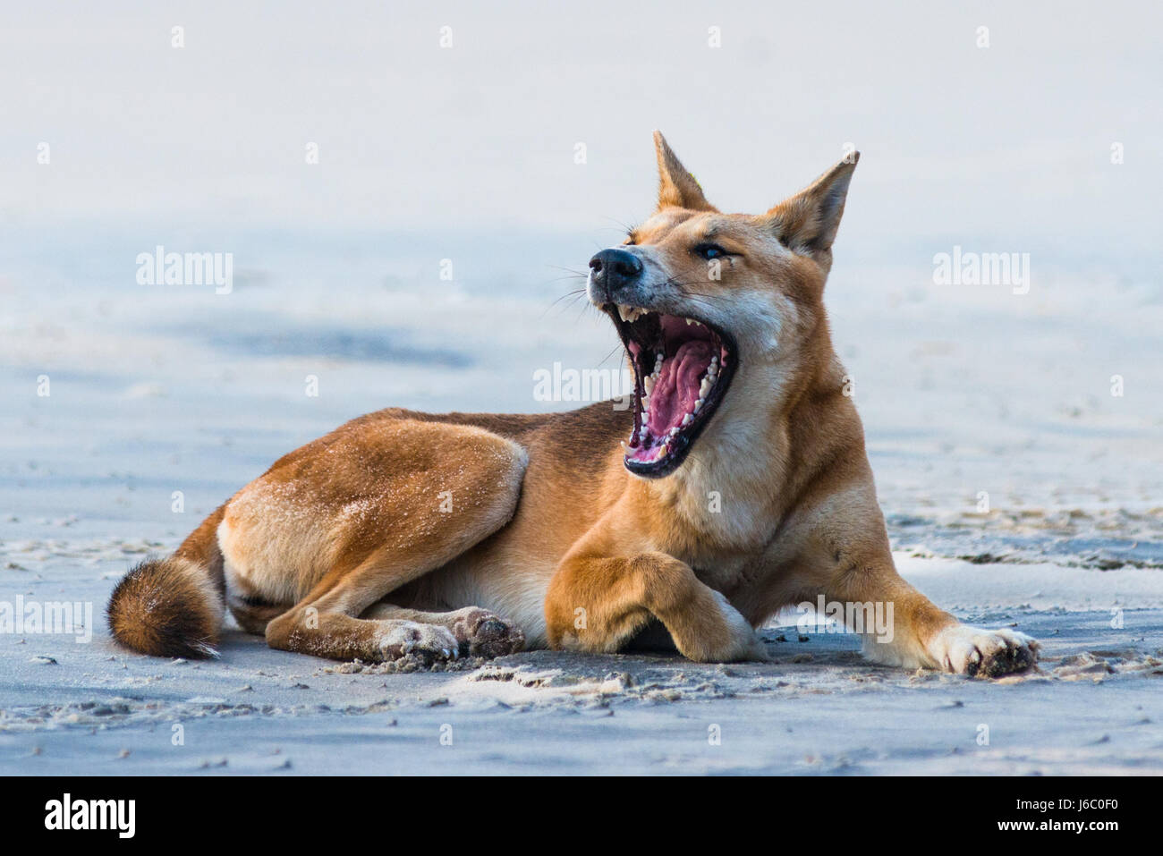 Canis lupus growl hi-res stock photography and images - Alamy