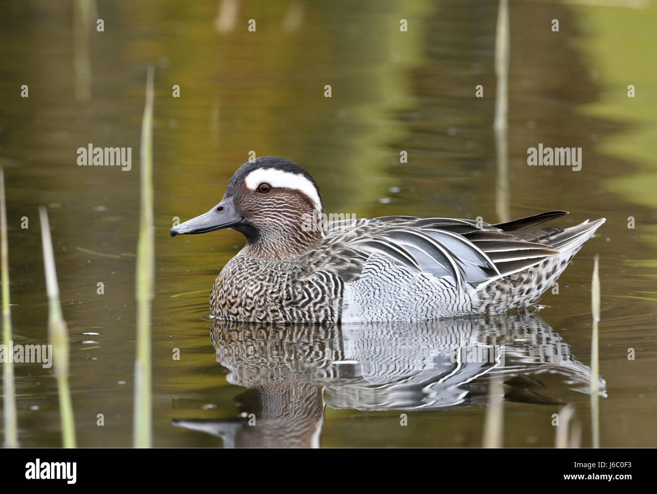 Male Garganey High Resolution Stock Photography and Images - Alamy