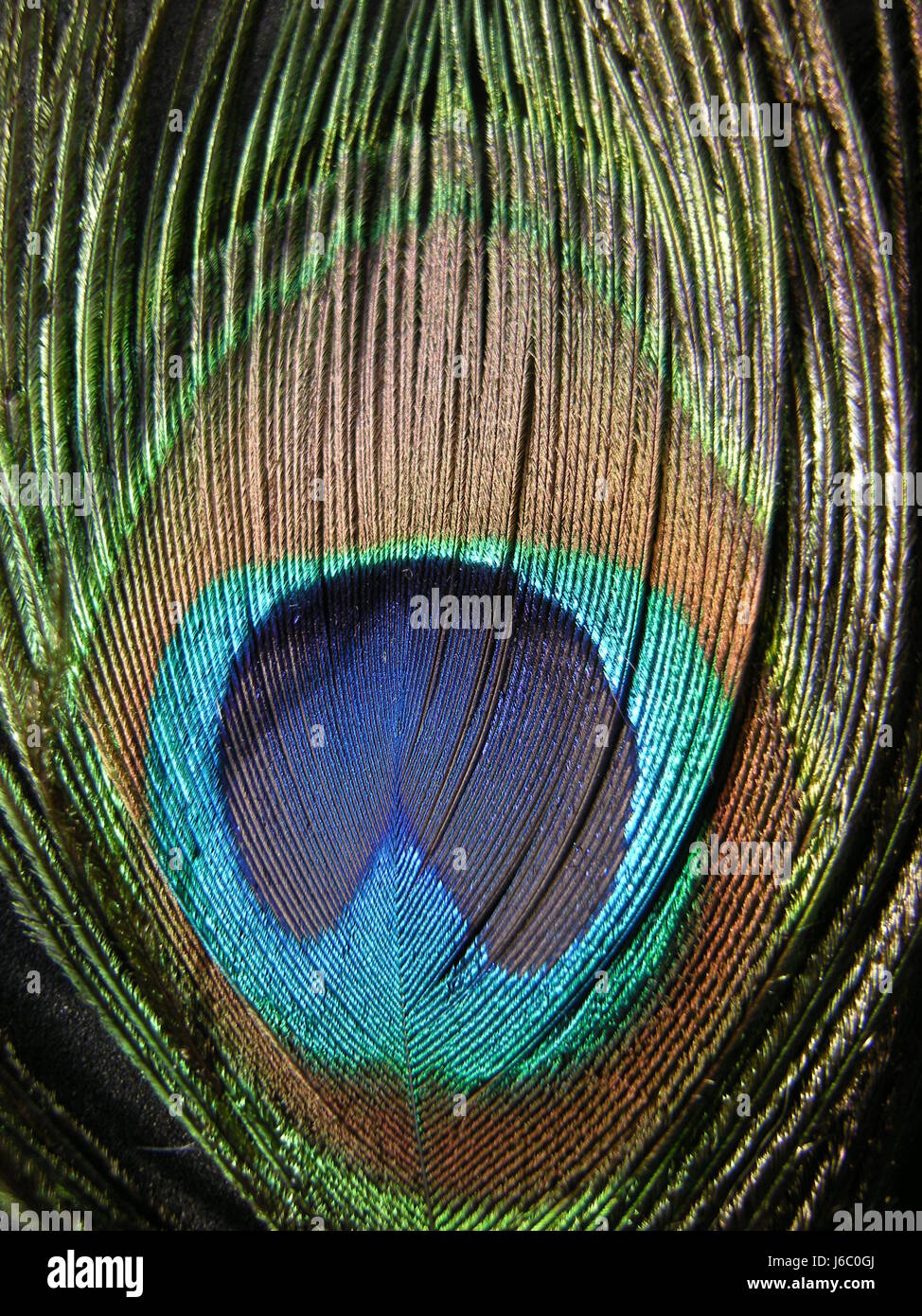 animal bird eye organ birds peacock feather beautiful beauteously nice ...