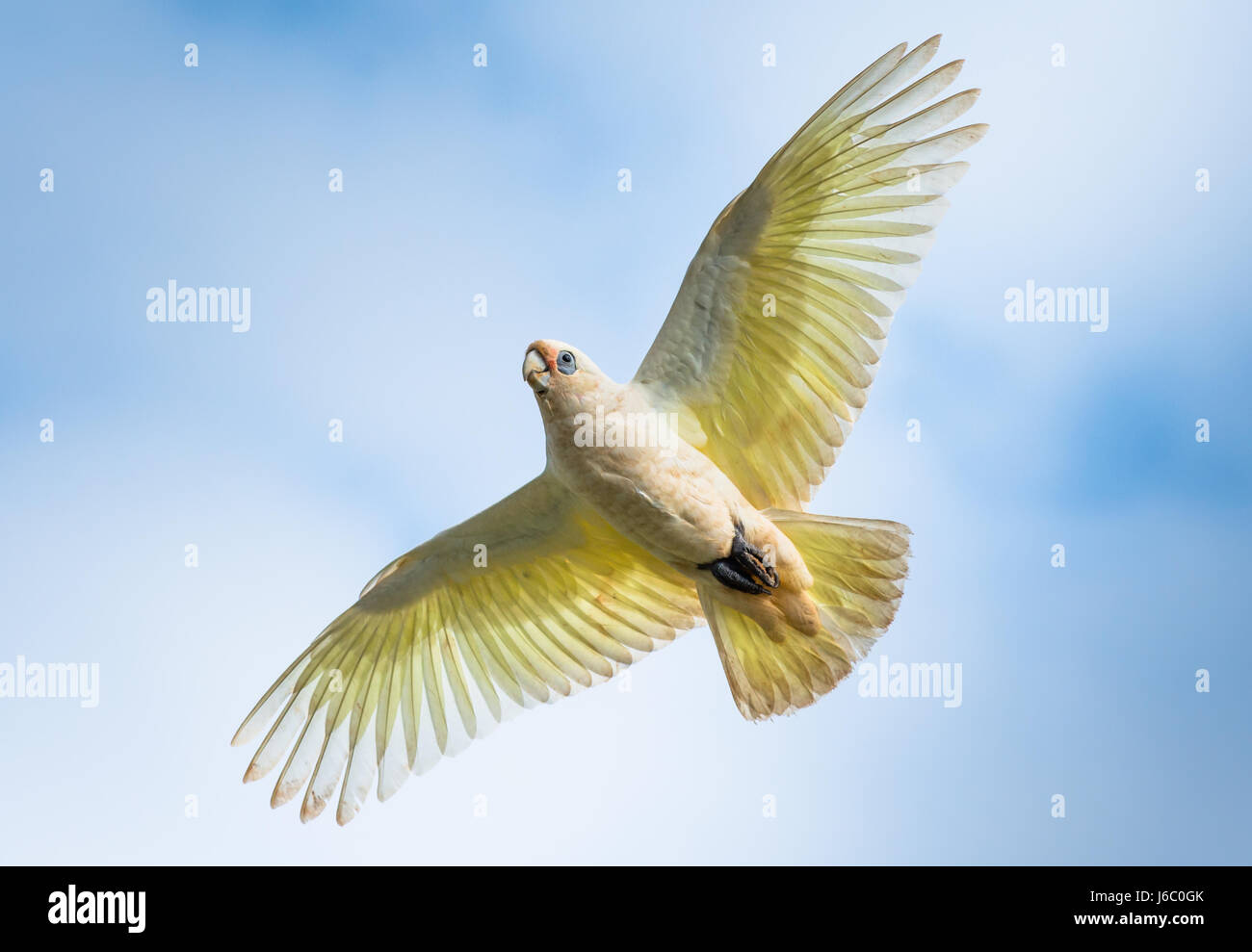 Flying to australia hi-res stock photography and images - Alamy