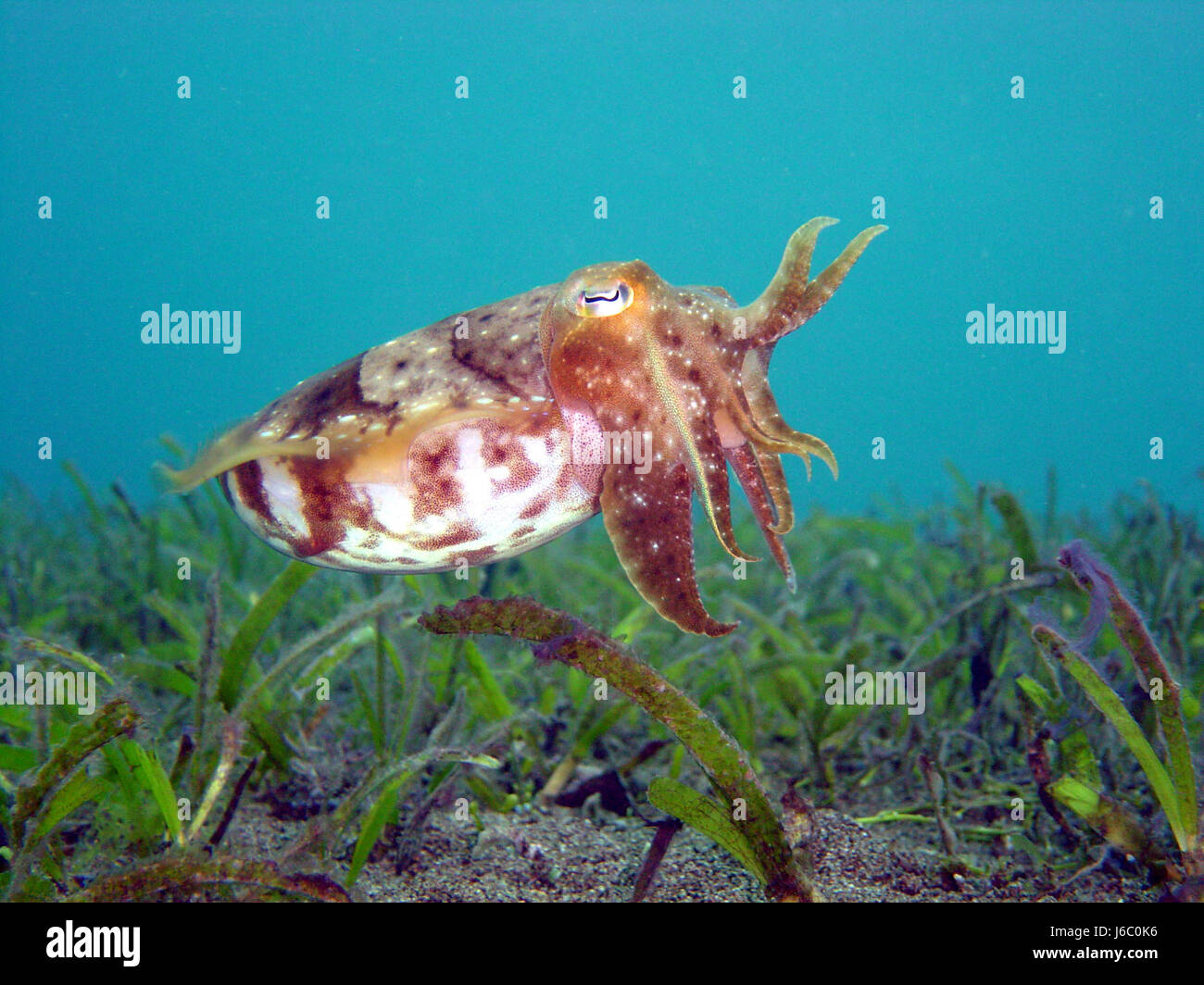 sepia underwater dive reef philippines salt water sea ocean water Stock ...