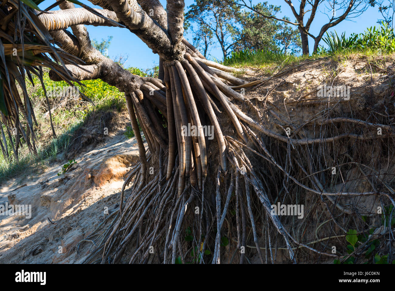 Australian pine tree hi-res stock photography and images - Alamy