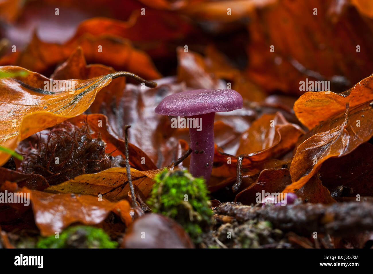 coloured colourful gorgeous multifarious richly coloured mushroom ...