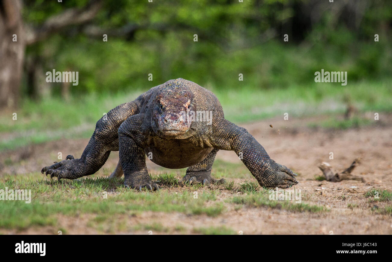 Komodo dragon runs along the ground. Very rare photo. low point ...
